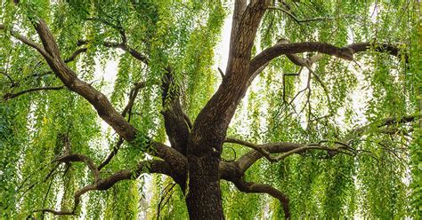 Aspirin Tree Biocomplete™ White Willow Bark Powder Biocomplete