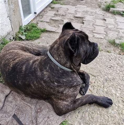 Aleksandra Novakovic