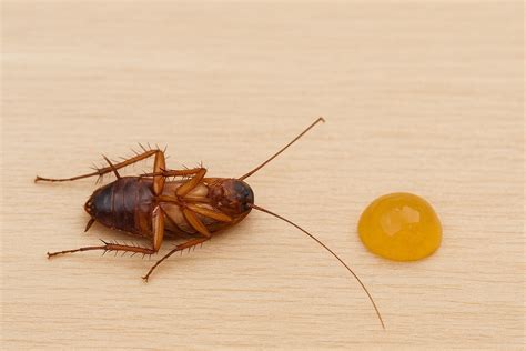 Cockroach Control Pestrol