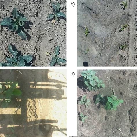 A Scheme Of The Mobile Cnn Performing Plant Semantic Segmentation Download Scientific Diagram