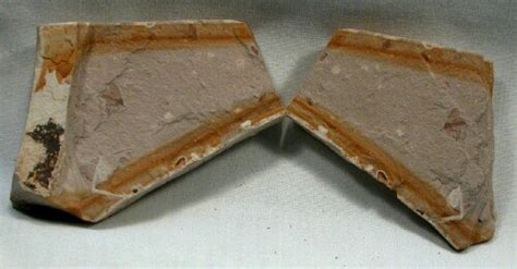 Lower Cretaceous Fossil Bee