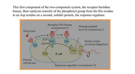 Two Component Signaling System In Plants And Bacteria Pptx