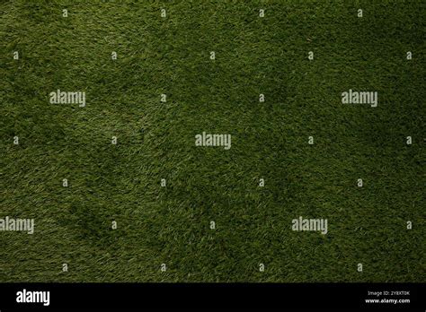 Grass Is A Green Leafy Groundcover Made Up Of Thin Blades That Grow