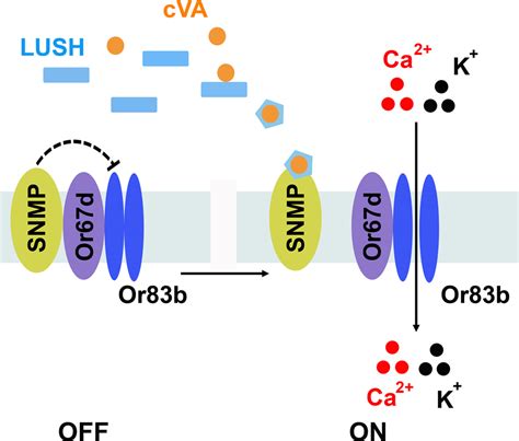 Lush 인코덤 생물정보 전문위키