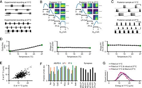 energy efficient network activity from disparate circuit parameters pnas