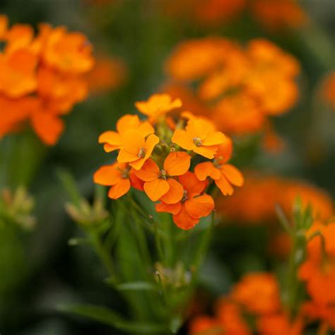 Siberian Wallflower Seeds Orange Winter Green Gardens