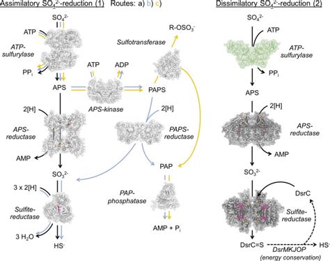 Assimilatory Sulfate Reduction In The Marine Methanogen Methanothermococcus Thermolithotrophicus