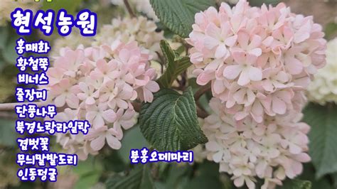 현석농원 홍매화황철쭉비너스줄장미단풍나무북경노랑라일락겹벗꽃스모크트리무늬말발도리운용벚인동소주조팝빈도리단풍철쭉 Youtube