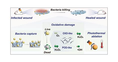 Metal Free Nanozyme Hydrogel Enabled By Conductive Polymer Nanofibers For Multimodal