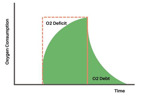 How To Ace Your End Of Year Exam For VCE Physical Education