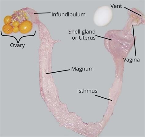 Chicken Reproductive System — Rangiora Vet Centre