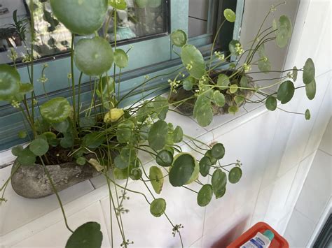 What Do You Use To Prevent Mosquitos From Breeding In Your Pond Ish