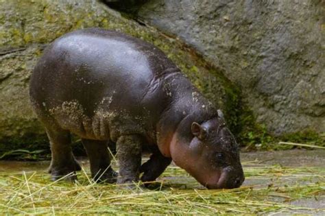 Бегемот (лат. Hippopotamus amphibius): фото, описание, питание ...