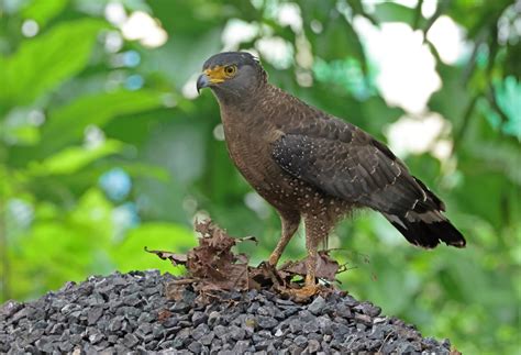 Crowned Eagle Animal Kingdom