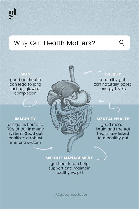 The Importance Of Gut Health