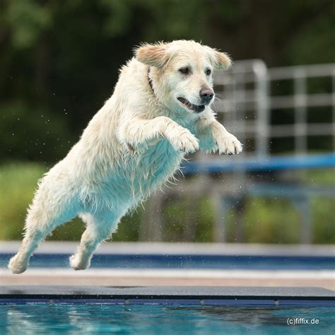 Wasserratten Aufgepasst Fiffix Tier Fotografie And Das Fotozimmer Business Fotos
