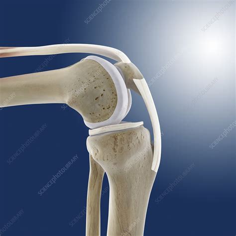 Knee Flexion Anatomy Artwork Stock Image C016 2881 Science Photo Library