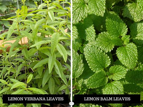 The Lemon Verbena Plant How To Grow Harvest And Preserve