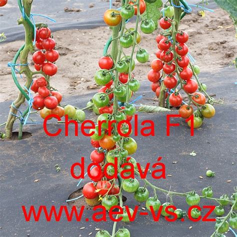 AEV-VS - Rajče tyčkové hybridní Cherrola F1