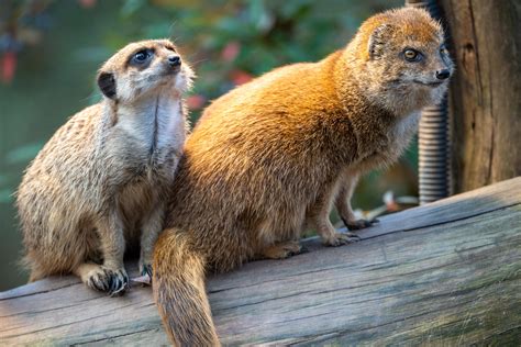 Nikon Z 600mm F4 Tc Vr S Review Cameralabs