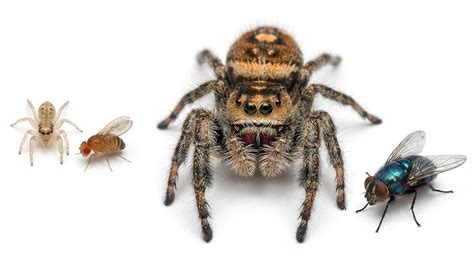What Do Jumping Spiders Eat Ultimate Feeding Guide And Schedule