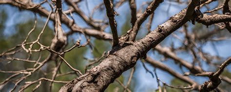 How To Tell If You Have A Dying Tree Key Warning Signs