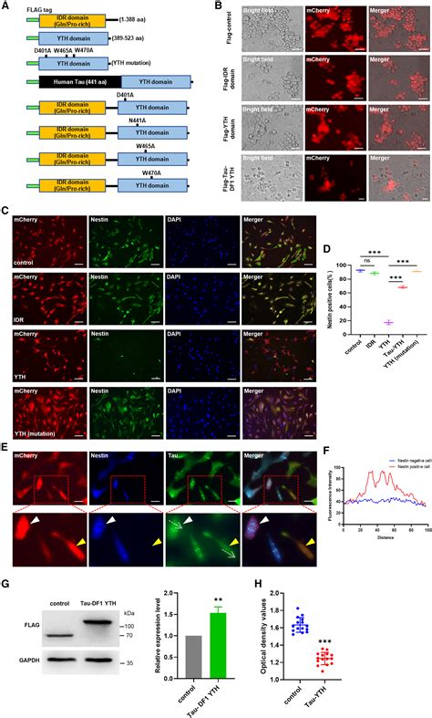 Ythdf1 Phase Separation Triggers The Fate Transition Of Spermatogonial Stem Cells By Activating