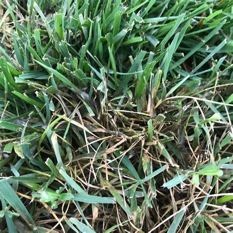 Pythium Blight The Lawn Institute Pythium Blight The Lawn Institute