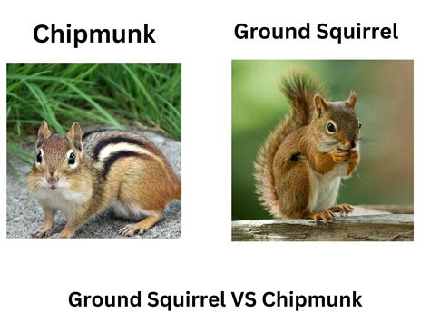 Understanding The Difference Between Ground Squirrel Vs Chipmunk
