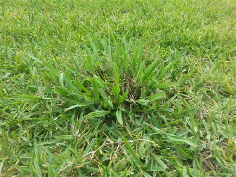 Fertilizer And Crabgrass Control