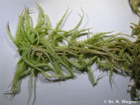 Sphagnum squarrosum – Flechten, Moose und Pilze