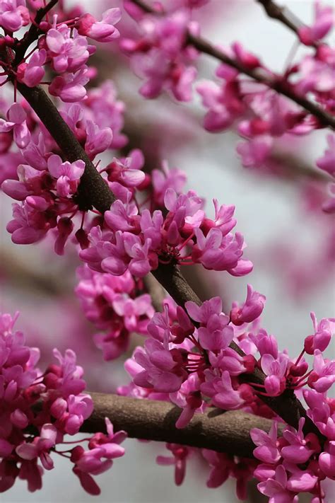 Stunning Pink Flowering Trees To Transform Your Garden