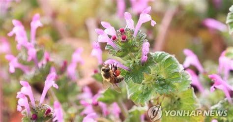 활짝 핀 현호색 꽃과 꿀 따는 벌