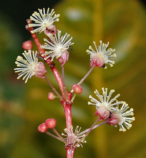 Codiaeum Variegatum