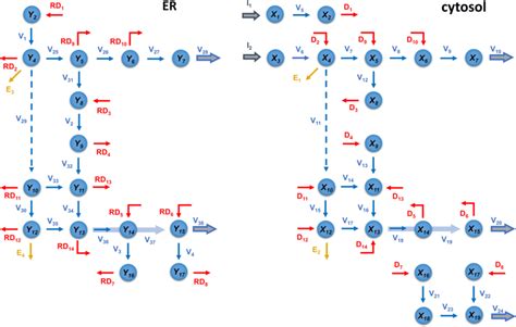 compartmental model scheme with simplified notation xi and yi are