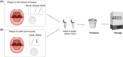 The Sampling Strategy Of Oral Microbiome Pmc