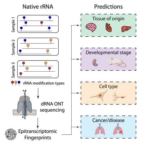 Nanopore Direct Rna Sequencing Reveals Unique Molecular Fingerprints