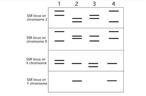 Solved 3 Consider The Dna Fingerprint Diagram Shown Below