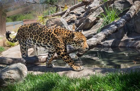 Los Angeles Jaguars