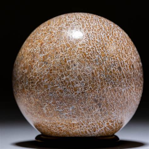 Fossil Bone Sphere Original Dino Bone Fossil Bone Agatized Sauropod Bone Brachiosauridi