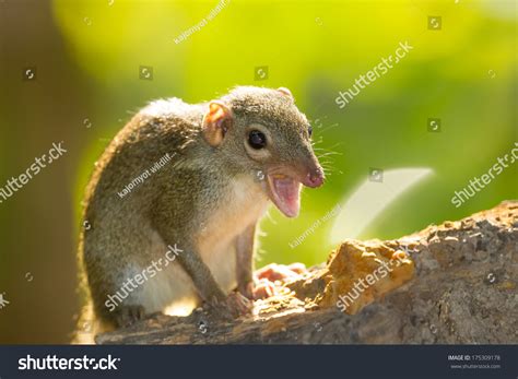 Tree Shrew Imagens Fotos E Vetores Stock Shutterstock