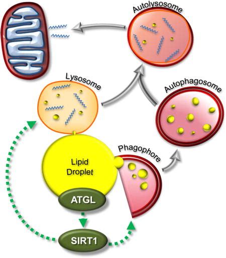 ATGL Promotes Autophagy Lipophagy Via SIRT To Control Hepatic Lipid Droplet Catabolism PMC