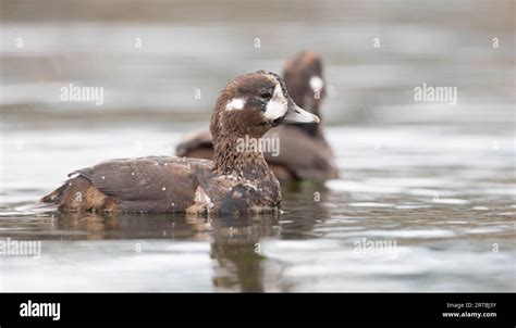 Harlequin Duck Histrionicus Histrionicus Adult Female Swimming Usa