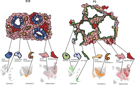 A Single Cell Atlas Of Mouse Lung Development Development The Company Of Biologists