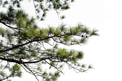 Pinus mugo Он также известен как сосна ползучая карликовая горная сосна ...