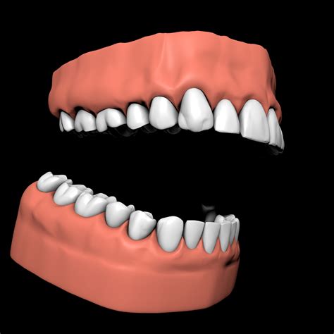 Jaw Teeth 3d Model 10 C4d Free3d