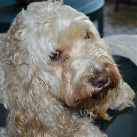 Gus The Lovable Cockapoo Stalker