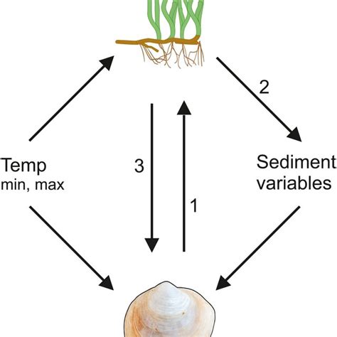 Conceptual Diagram For The Structural Equation Model Describing The
