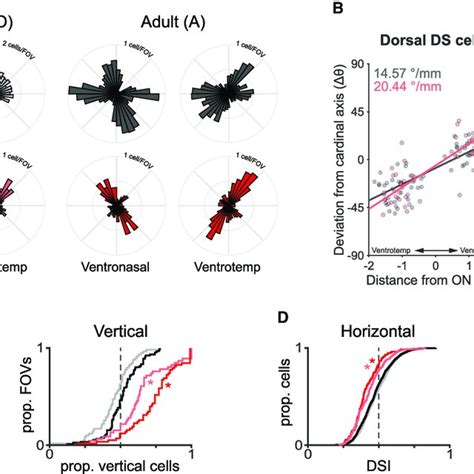 Retinal Waves Set Up The Horizontal Component Of The Direction Download Scientific Diagram