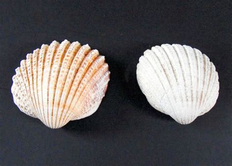 Largo Baywatch Cockle Shells